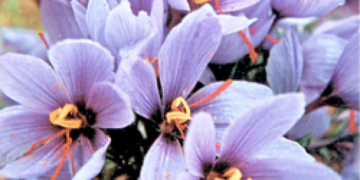 historia - AZAJI Azafrán de Teruel, Asociación de Productores de ...