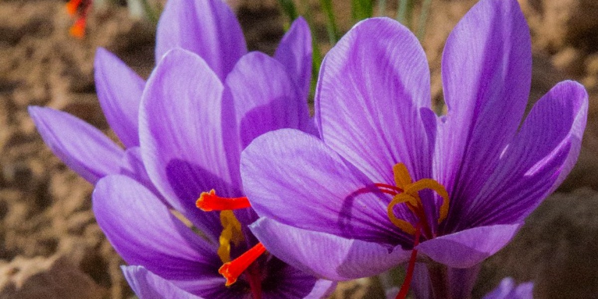 azafranes - AZAJI Azafrán de Teruel, Asociación de Productores de ...